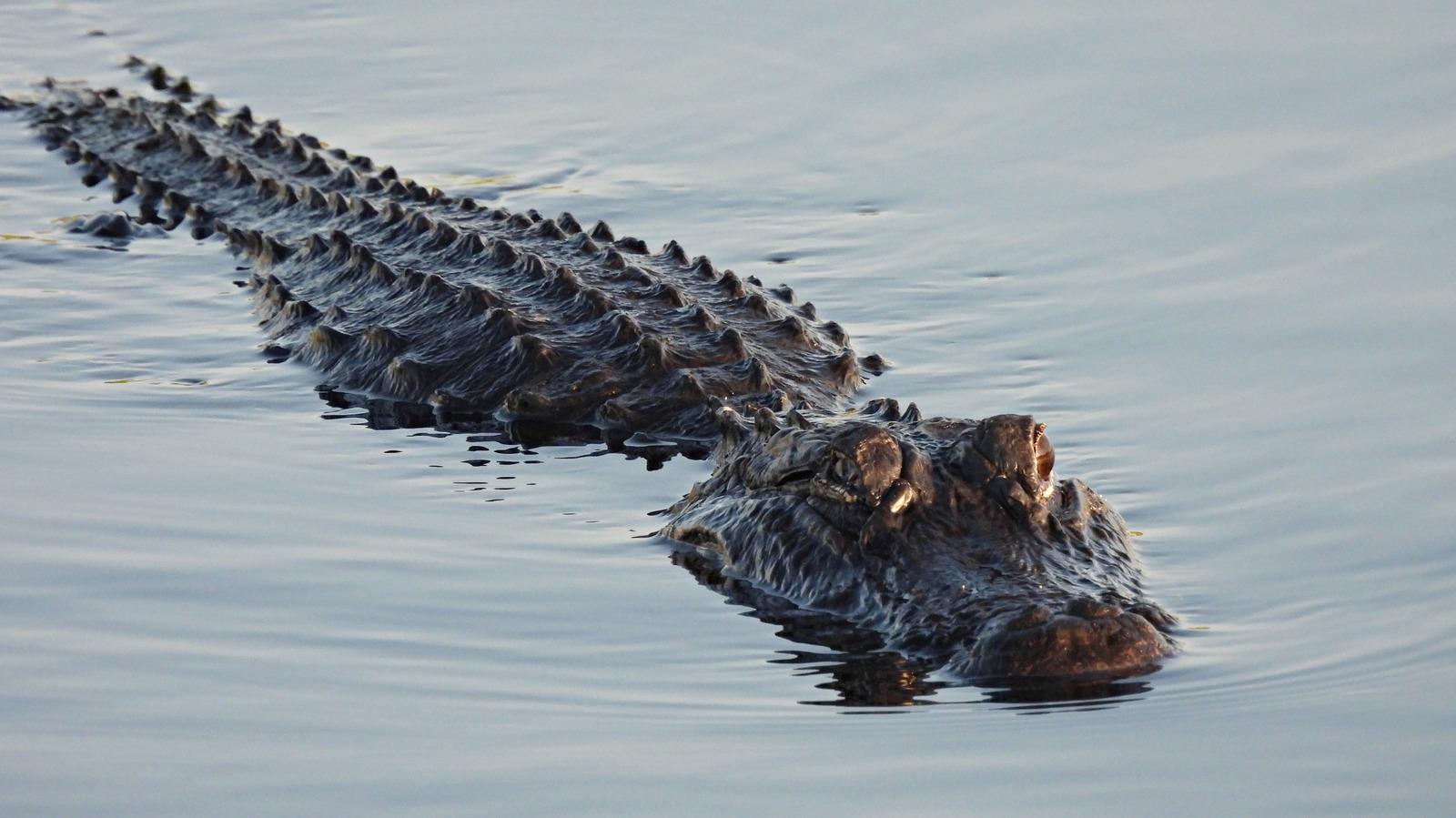 Alligator Attack Thwarts Suspect’s Escape After Toyota Supra Crash