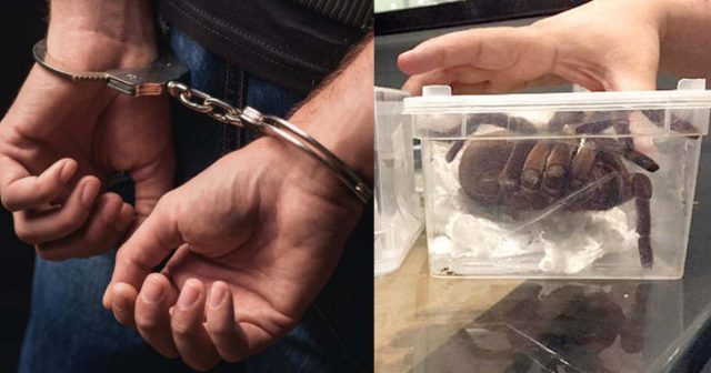 Poisonous tarantulas smuggled into Pakistan for ‘Hakim’ - Global ...