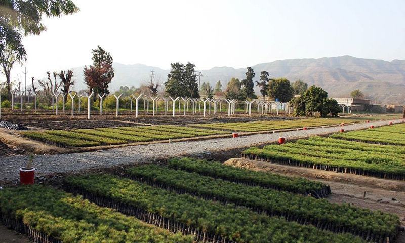 A greener KP: Imran Khan pays tribute to the billion tree project ...