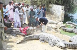 Crocodile mauls woman to death in Indonesia - Global Village Space