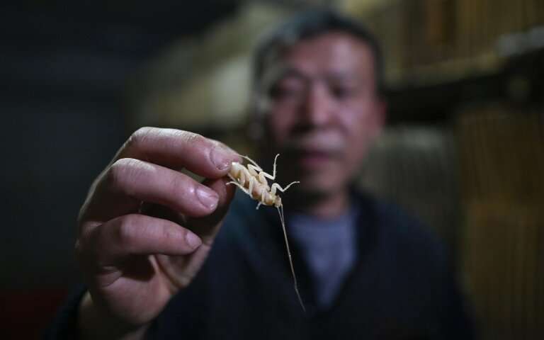 Papa roach: Chinese farmer breeds bugs for the table - Global Village Space