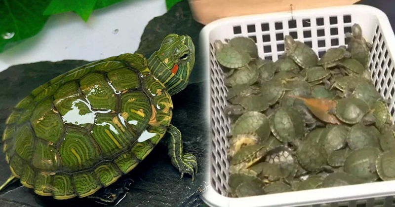 Hundreds of Turtles Electrocuted in Chenab - Global Village Space