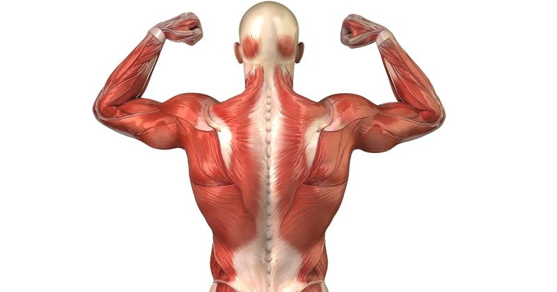 Muscles: Why are they important? - Global Village Space