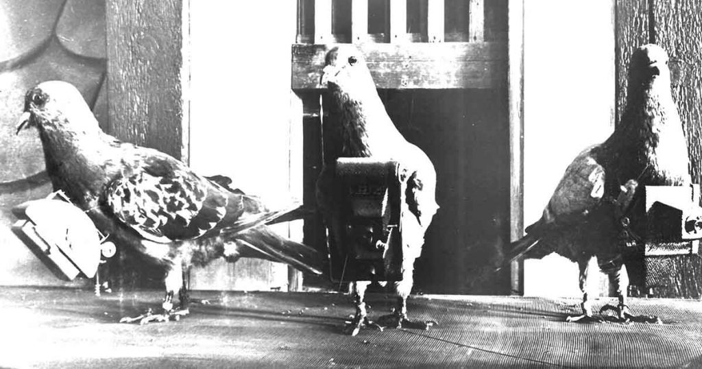 Spy-pigeons: The secret army of CIA in Cold War - Global Village Space