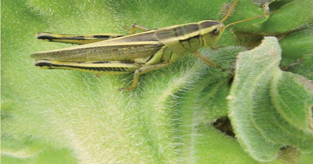 How swarming locust can affect agriculture production in Pakistan?