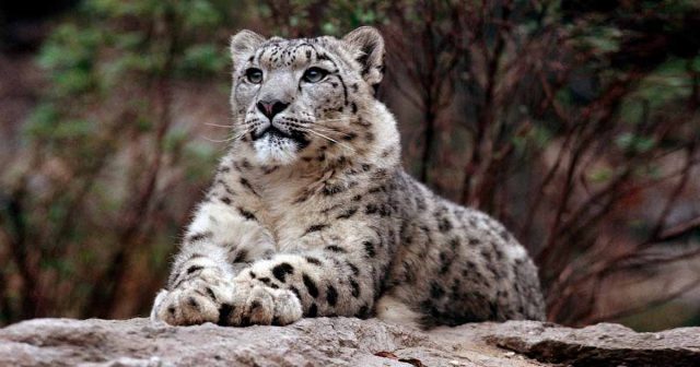 Pakistan takes steps to protect its Snow Leopard - Global Village Space