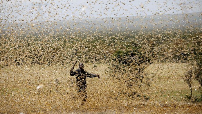 Pakistan uses drones to fight off locust-led crisis - Global Village Space