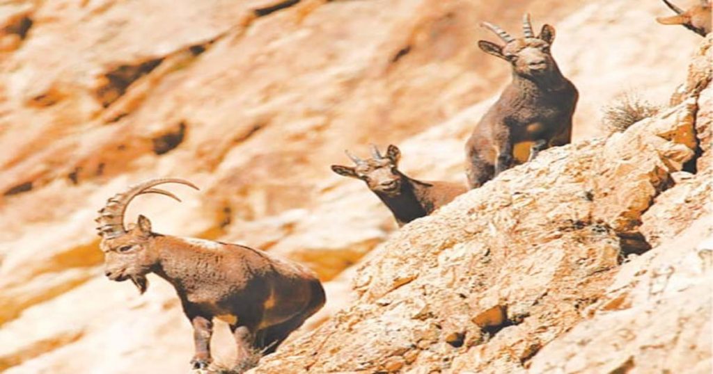 50 rare Himalayan Ibex spotted in Gilgit Baltistan in video