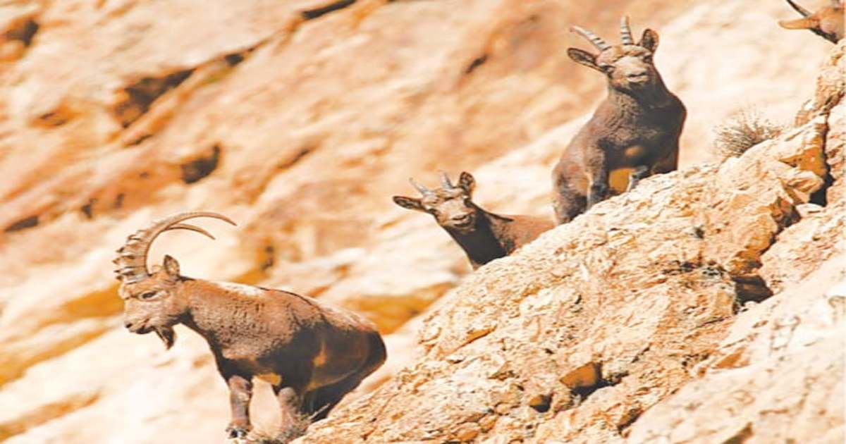 50 rare Himalayan Ibex spotted in Gilgit Baltistan in video