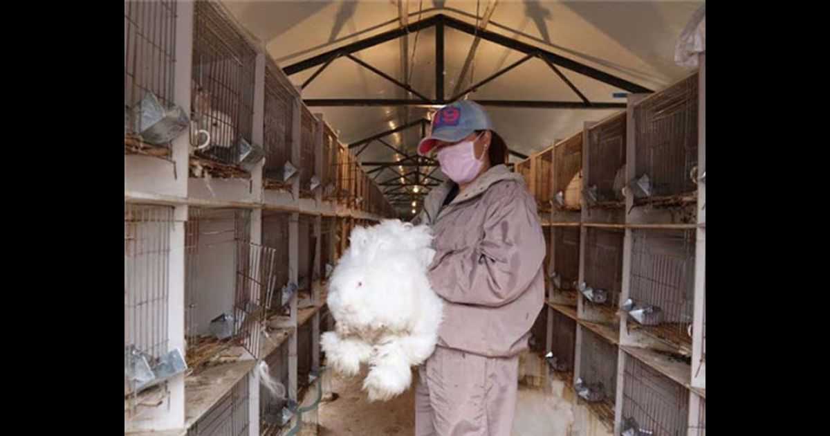 Angora rabbit farming launched in Gilgit Baltistan - Global Village Space