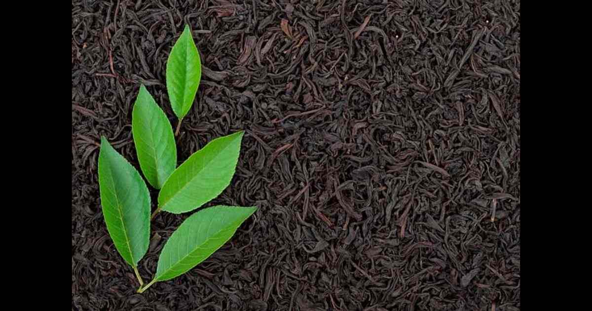 Pakistan has potential to grow and export good quality tea: Chinese ...