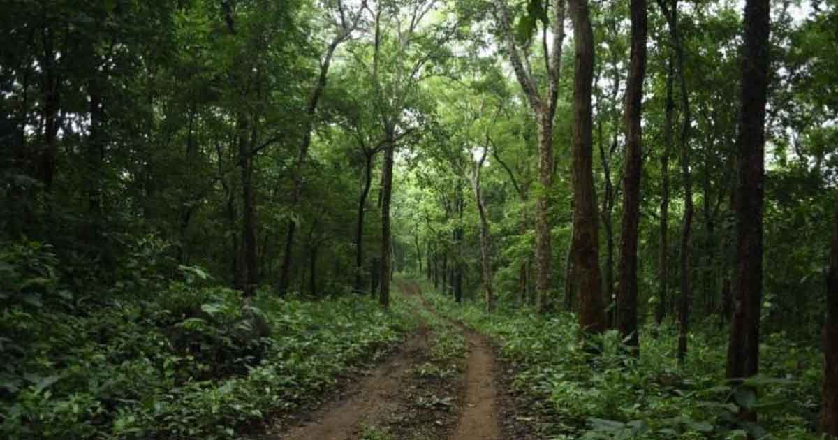 Govt to launch State of Forest Report based on satellite monitoring