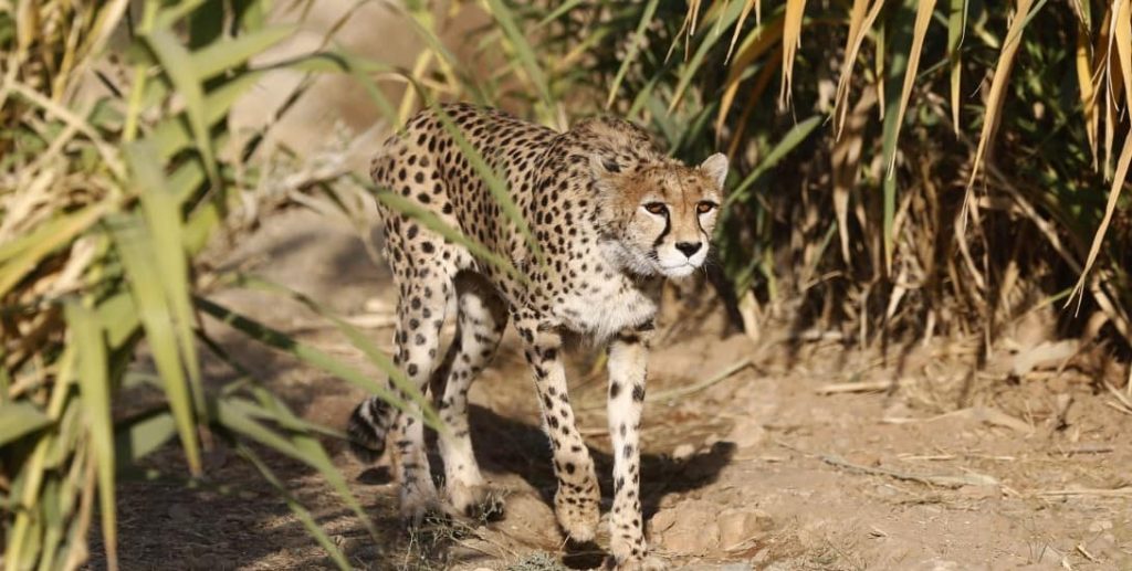 The return of cheetahs to India after local extinction