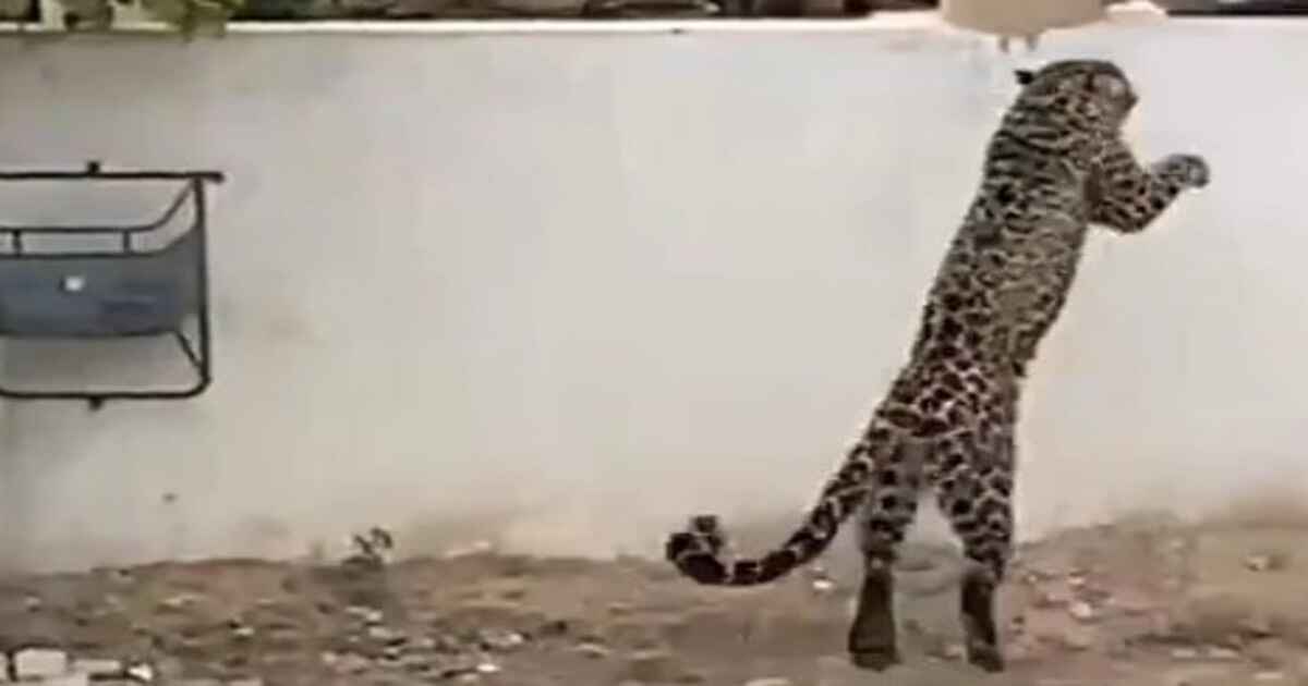 Strict action to be taken against owner of leopard that went loose in ...
