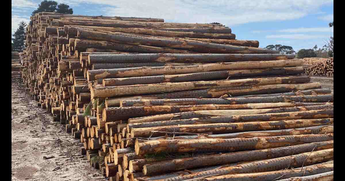 China ends import ban on Australian timber - Global Village Space