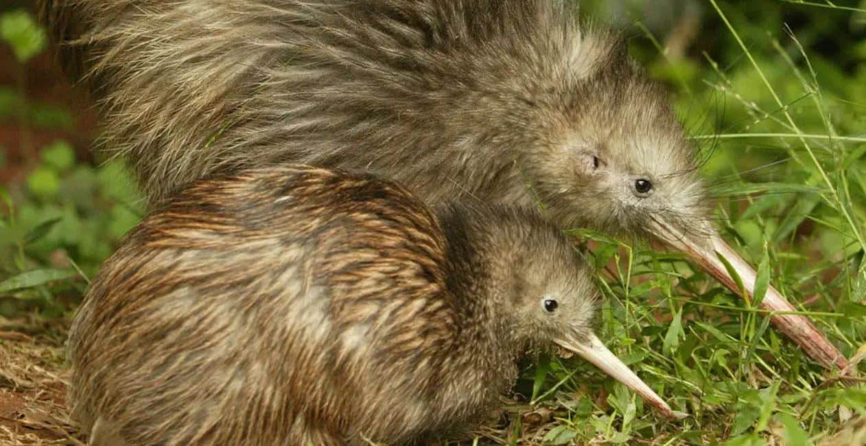 Rat Extermination for Kiwi Conservation: Protecting New Zealand's ...