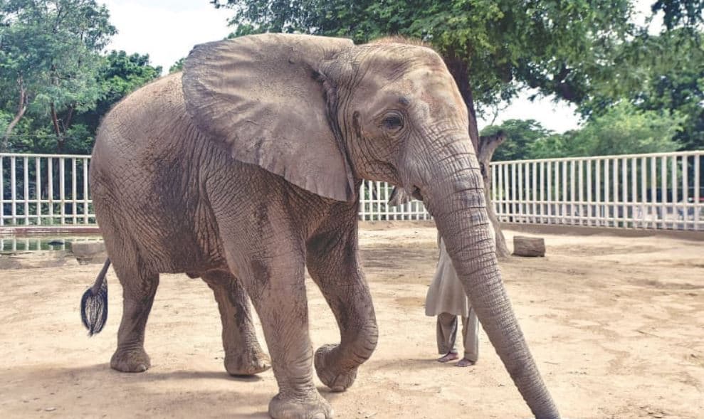 Pakistan's Last Female African Elephant to Be Relocated from Karachi ...