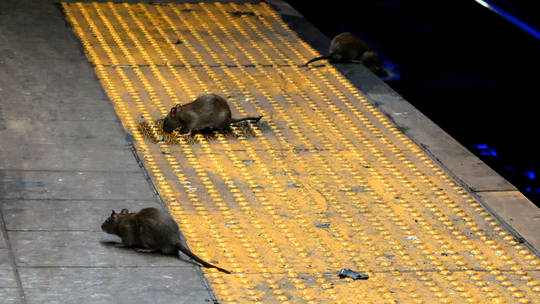 New York mayor announces rat summit - Global Village Space