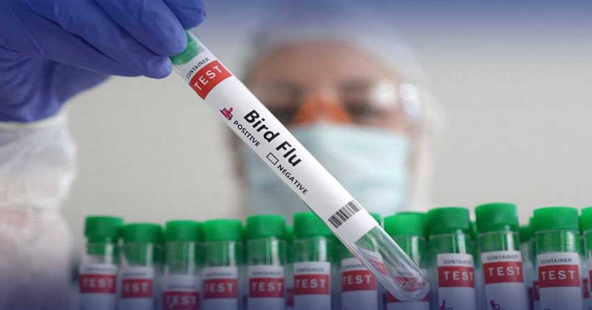 Bird flu mutations detected in U.S. and Canada - Global Village Space