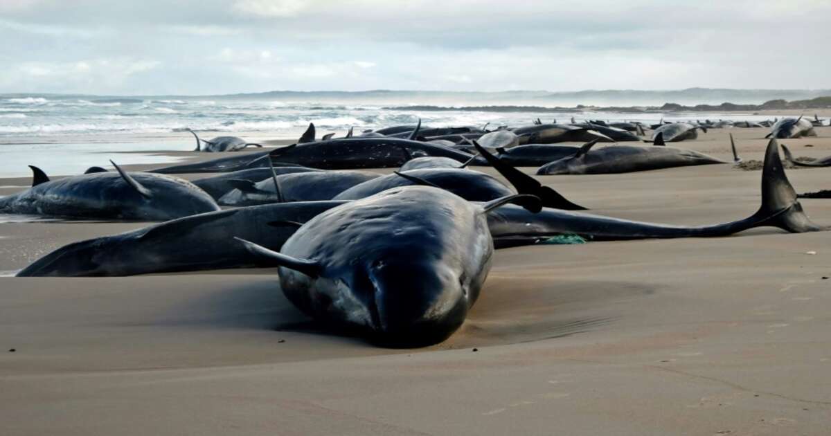 Rescue efforts fail as dozens of dolphins die on Tasmania beach ...